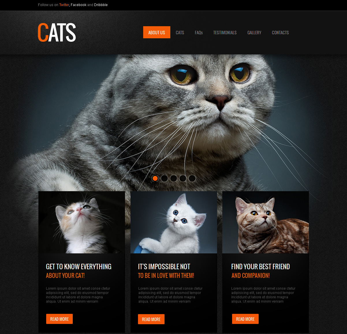 Cats Website Template for Pet Clubs and Breeders - MotoCMS