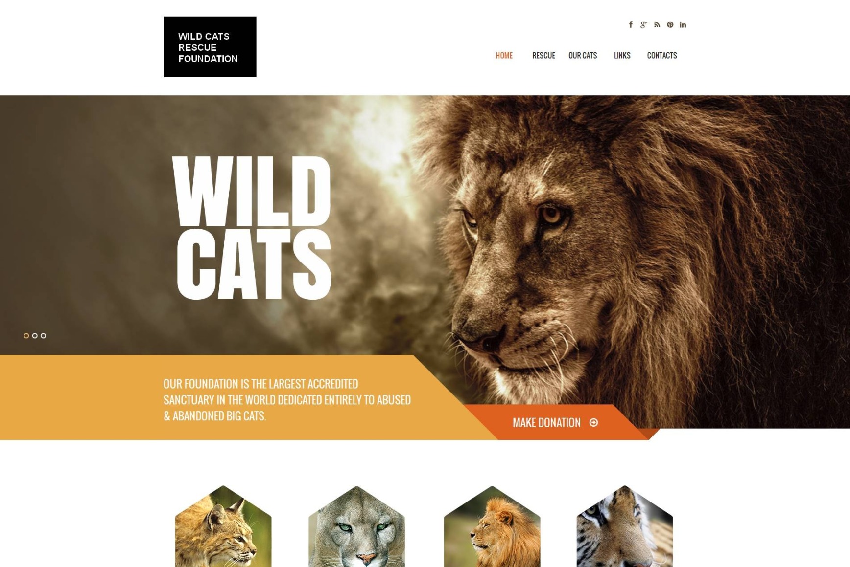Animal Rescue Website Design for Big Cat Charity Sites - MotoCMS
